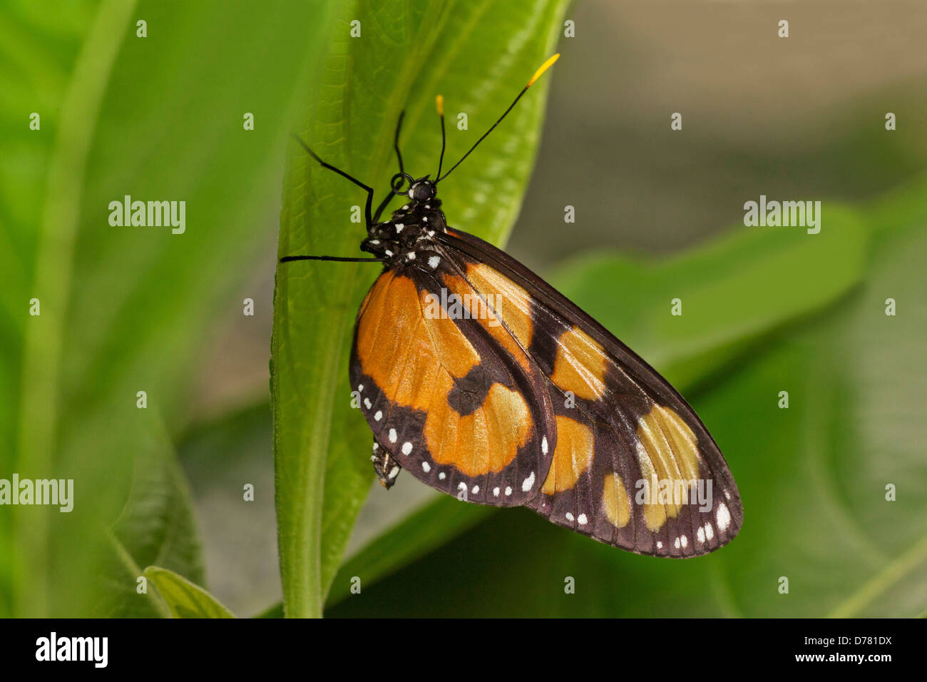 Butterfly in profile hi-res stock photography and images - Alamy