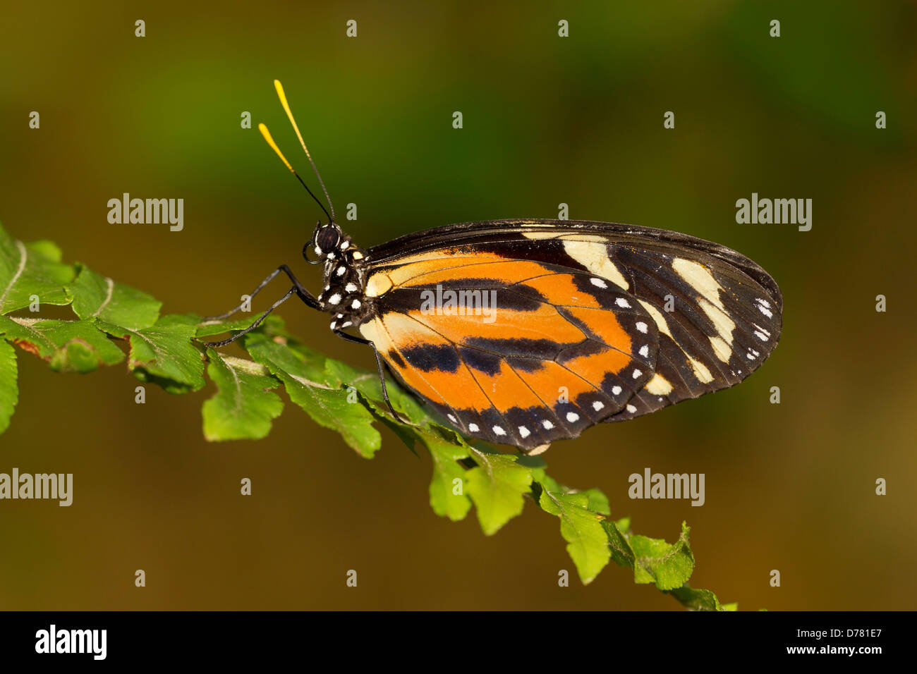 Profile view tiger-mimic queen butterfly perched on green leaves Stock ...