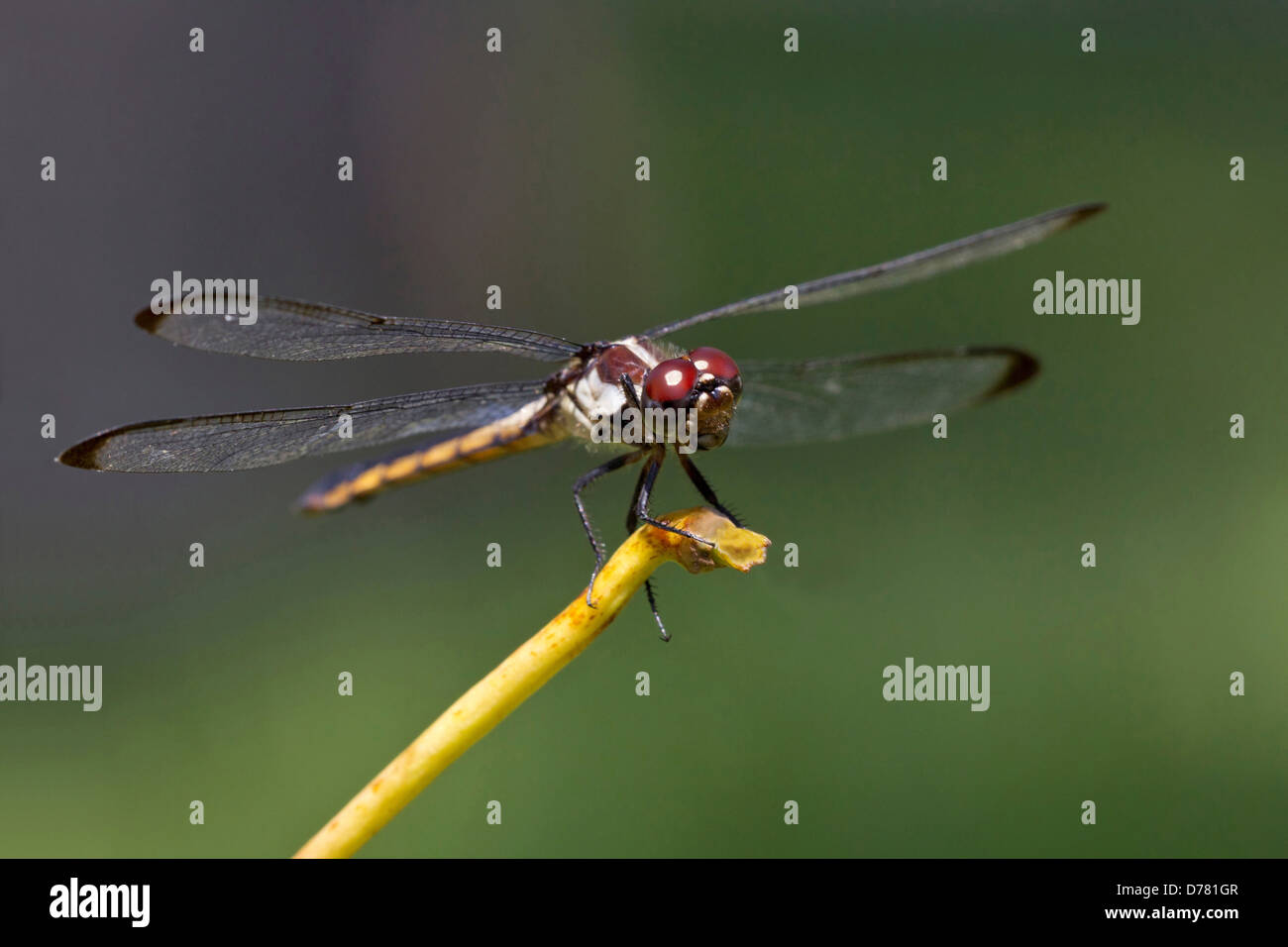 Great Blue Skimmer