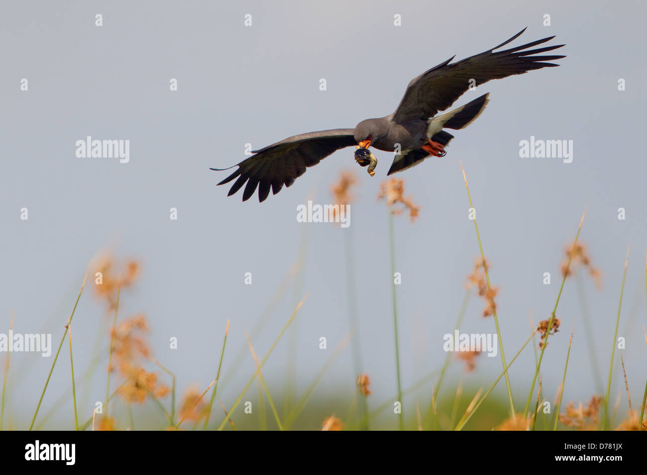 Male Snail kite Rostrhamus sociabilis snail in his beak photographed as ...