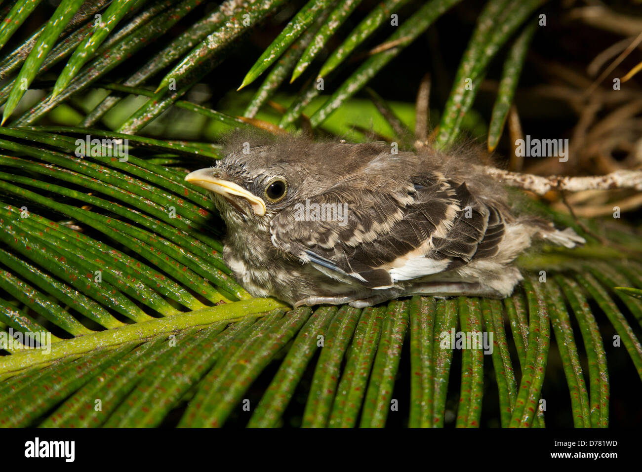 Northern Mockingbird Baby