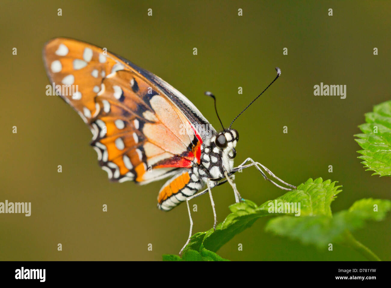 Angola white lady butterfly hi-res stock photography and images - Alamy