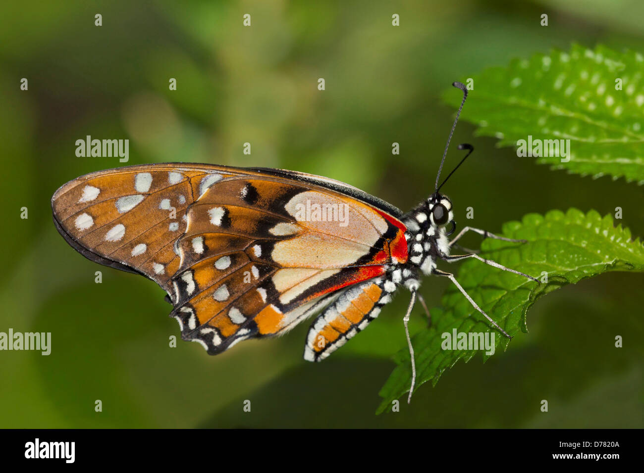 Angolan white lady Graphium angolanus perched on green leaf Stock Photo ...