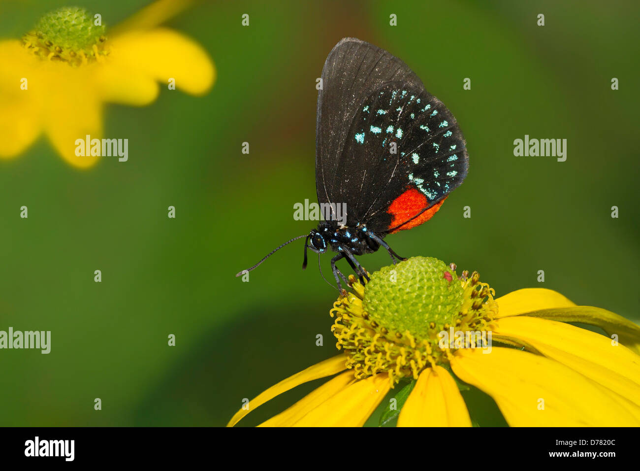 Atala butterfly Eumaeus Atala perched on yellow coneflower Stock Photo ...