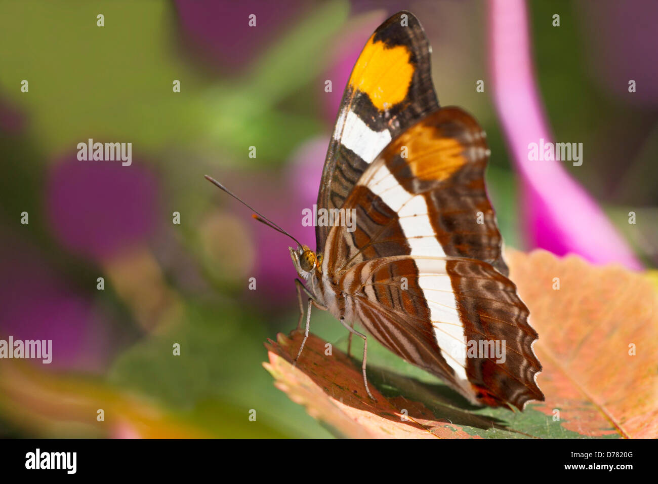 Band-celled sister butterfly Adelpha Fessonia perched on variegated ...