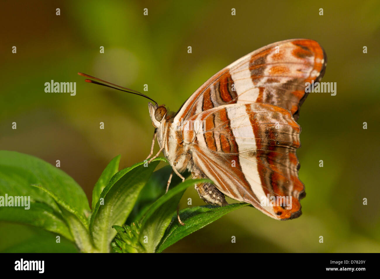 Band celled sister butterfly hi-res stock photography and images - Alamy