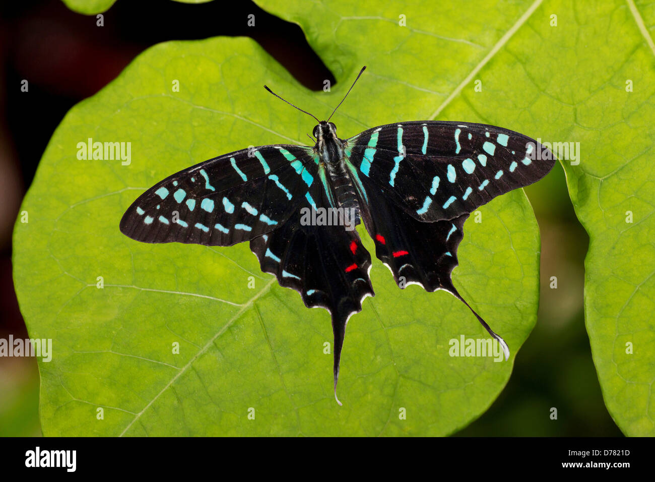 Graphium colonna hi-res stock photography and images - Alamy