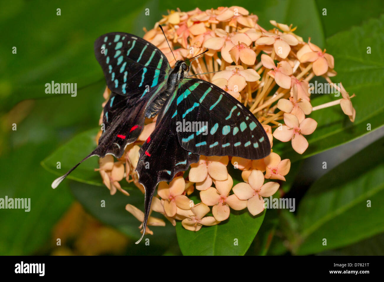 Swordtail High Resolution Stock Photography and Images - Alamy