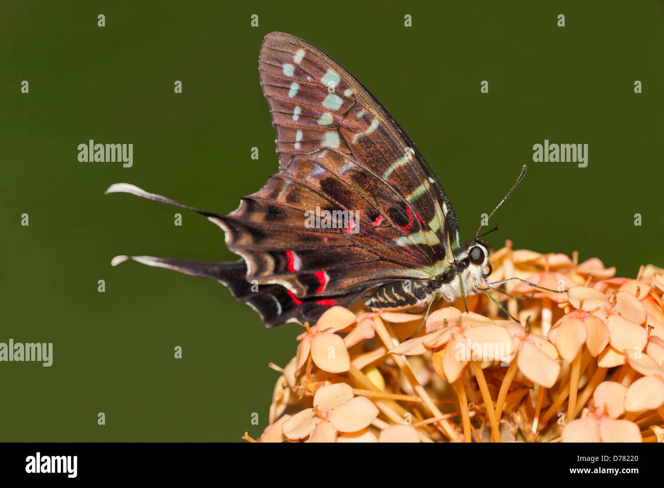 Swordtail butterfly Swordtail butterfly perched on pale orange ixora ...