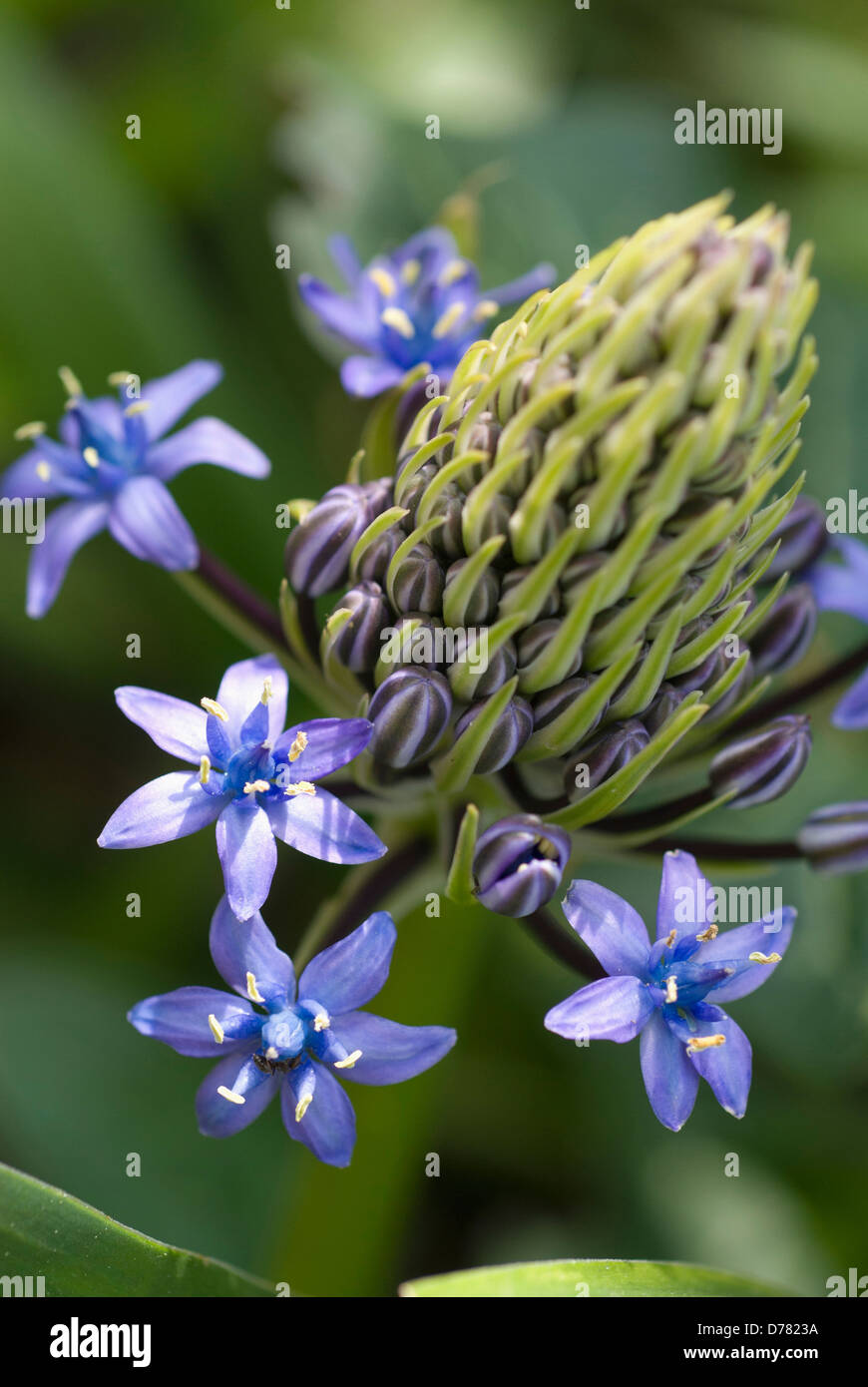 Cone shaped cluster of Scilla peruviana, individual flowers begining to ...