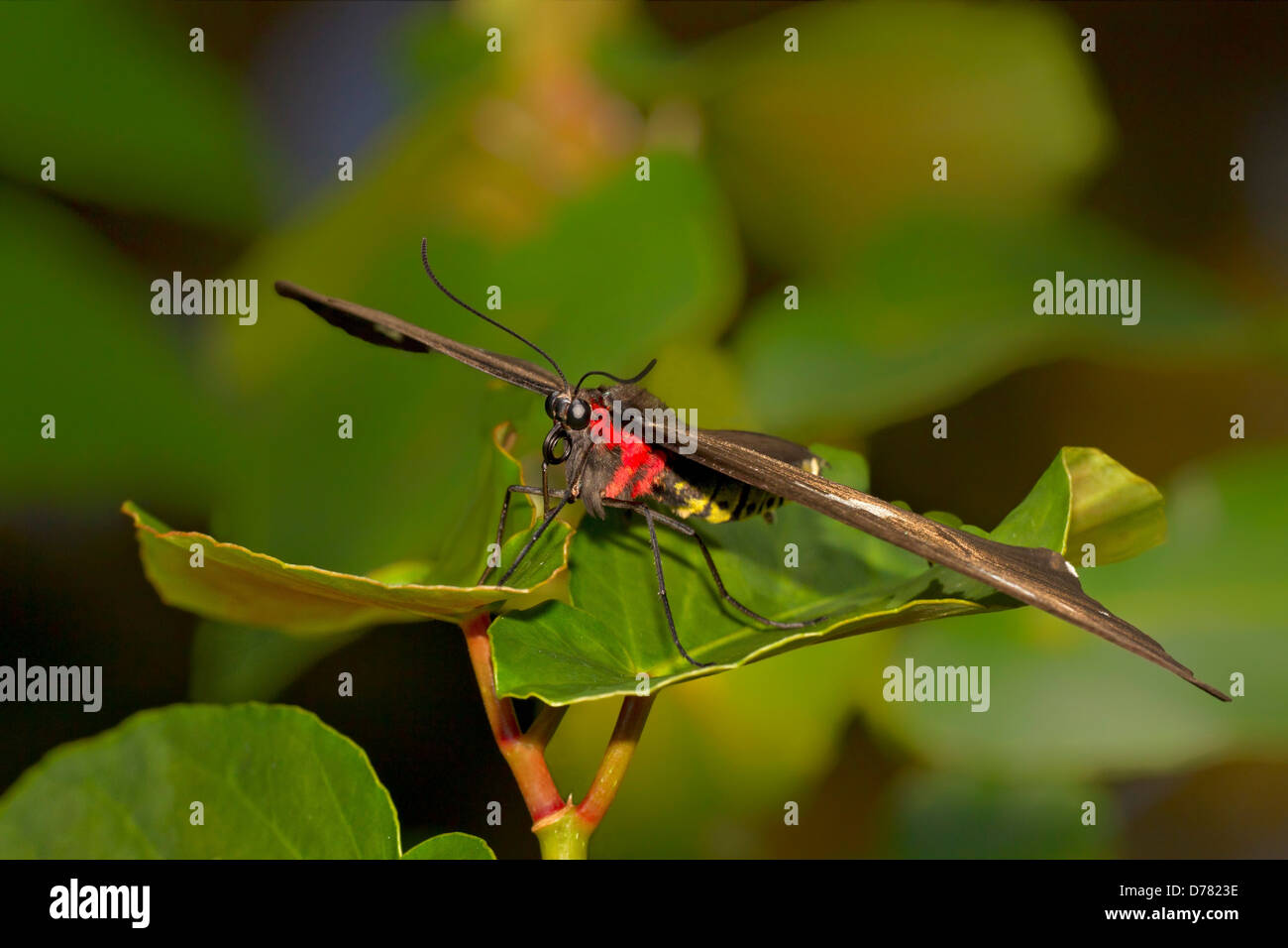 Female common green birdwing butterfly Ornithoptera priamus perched on ...
