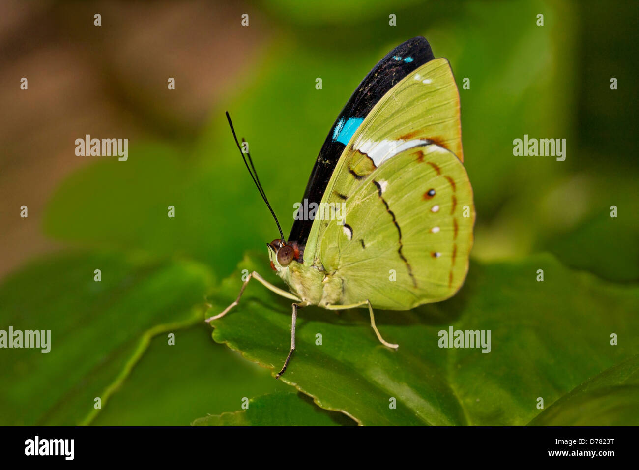 Male common olivewing butterfly Nessaea Aglaura on green leaf Stock ...