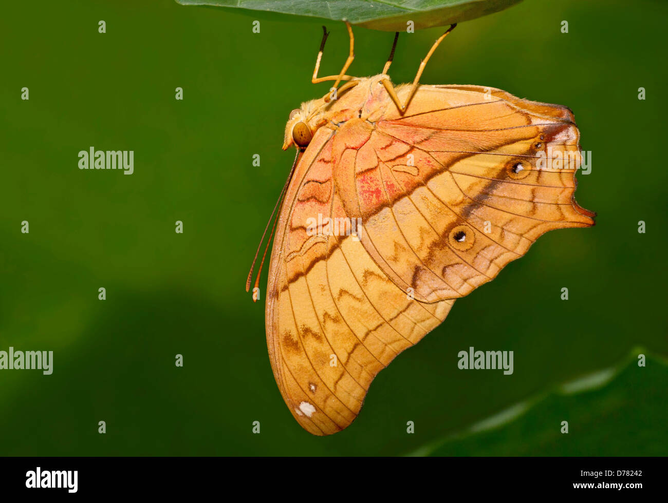 Male cruiser butterfly Vindula dejone hanging leaf Stock Photo - Alamy