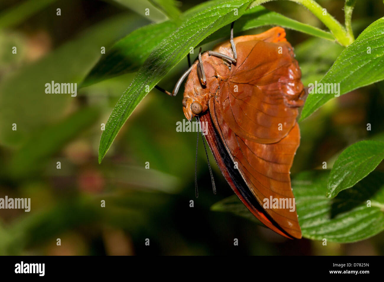 Flame bordered charaxes butterfly Charaxes protoclea hanging leaf Stock ...