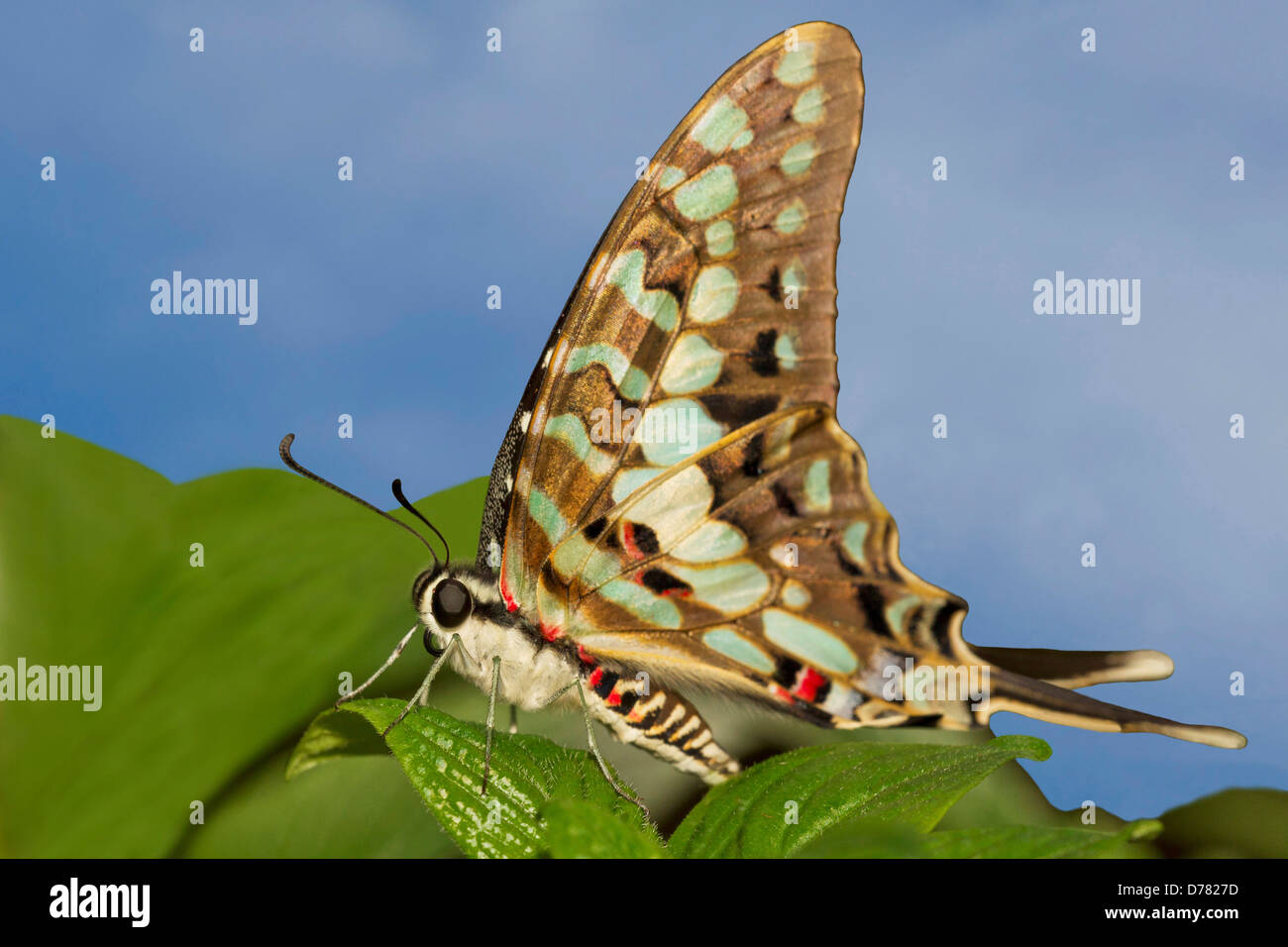 The large striped swordtail butterfly hi-res stock photography and images - Alamy