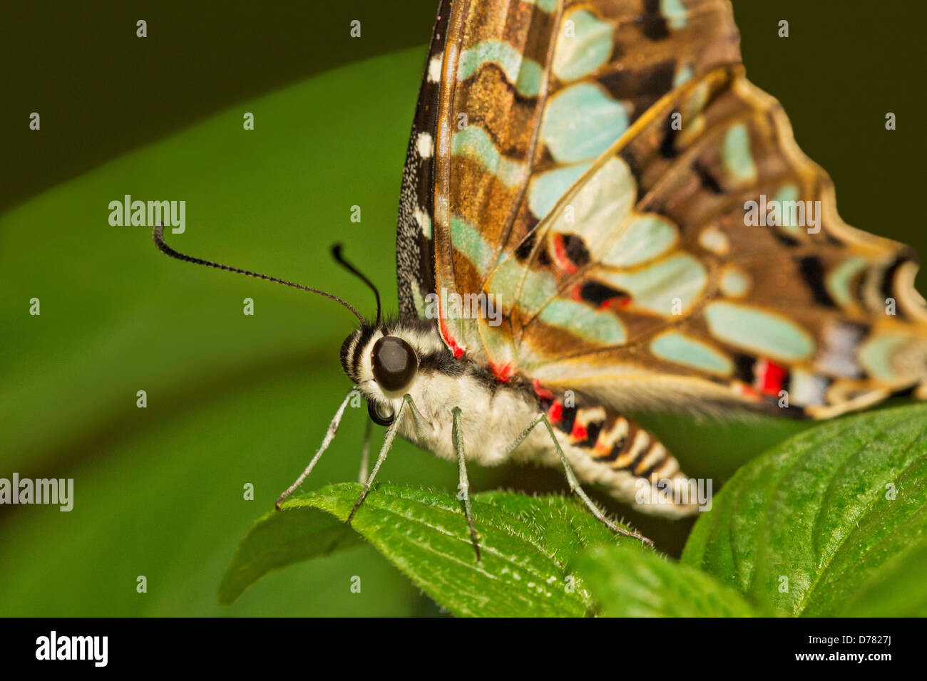Large striped swordtail butterfly Graphium antheus perched on green leaf Stock Photo - Alamy
