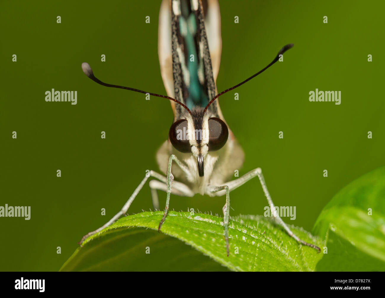 The large striped swordtail butterfly hi-res stock photography and images - Alamy