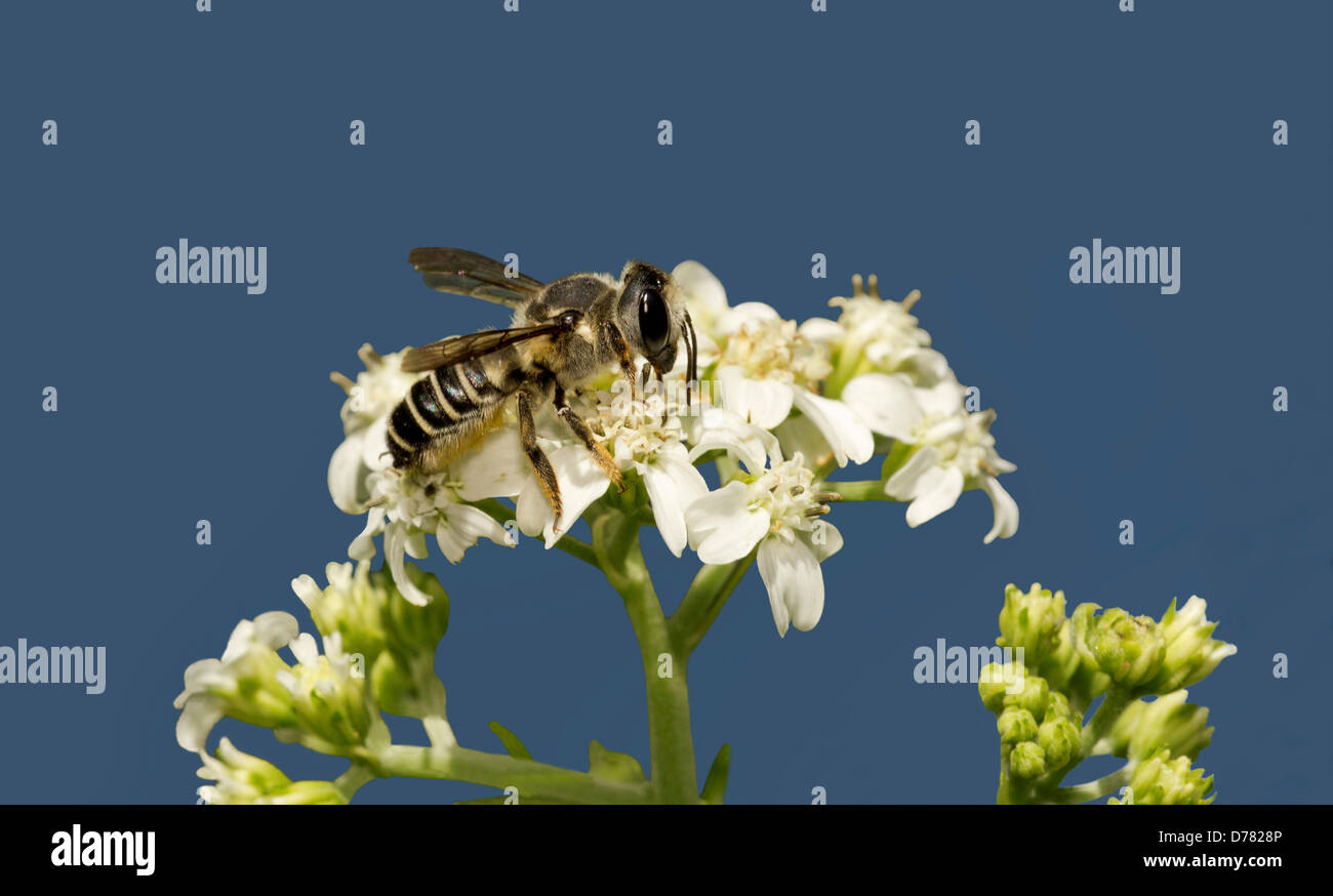 Female megachile bee megachile inimica nectaring on white flower Stock ...