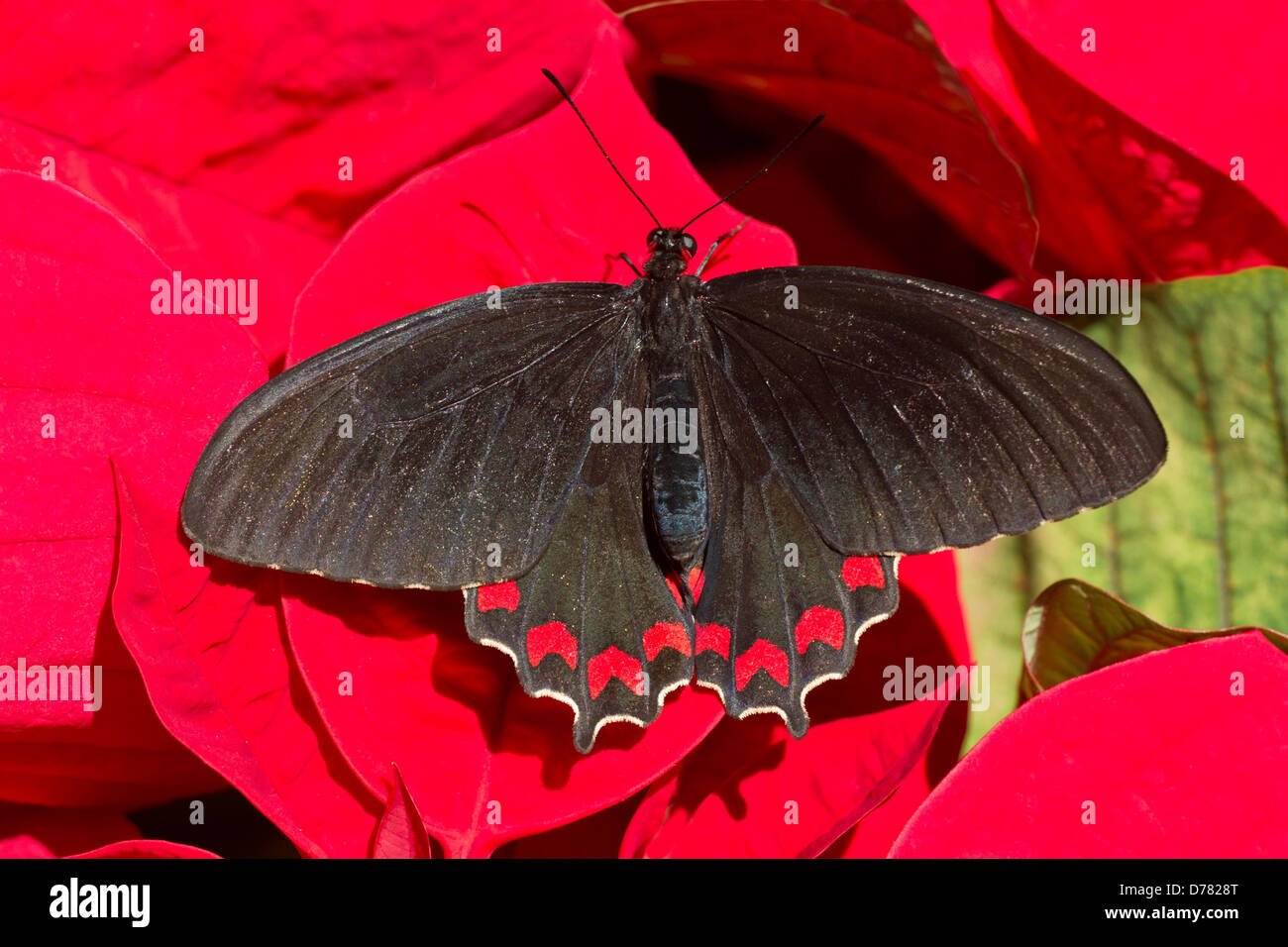 Montezumas cattleheart hi-res stock photography and images - Alamy