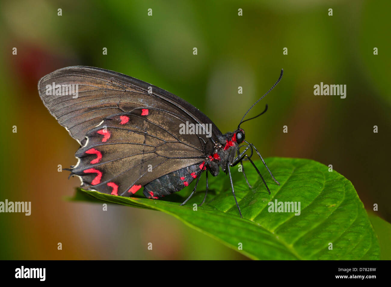 Montezuma's cattleheart butterfly Parides Montezuma perched on green ...