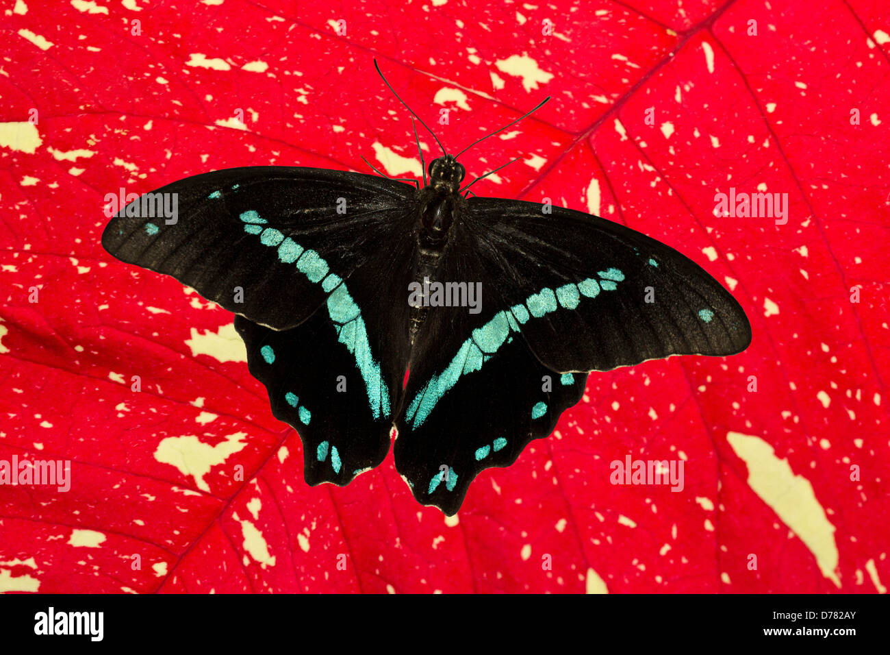 Narrow banded blue swallowtail hi-res stock photography and images - Alamy