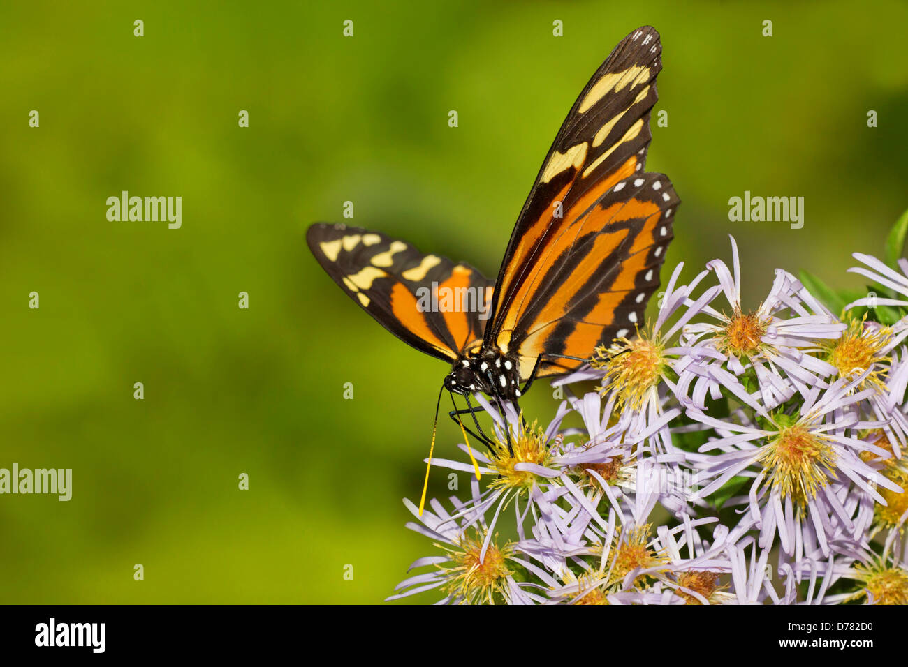 Tiger mimic queen butterfly hi-res stock photography and images - Alamy