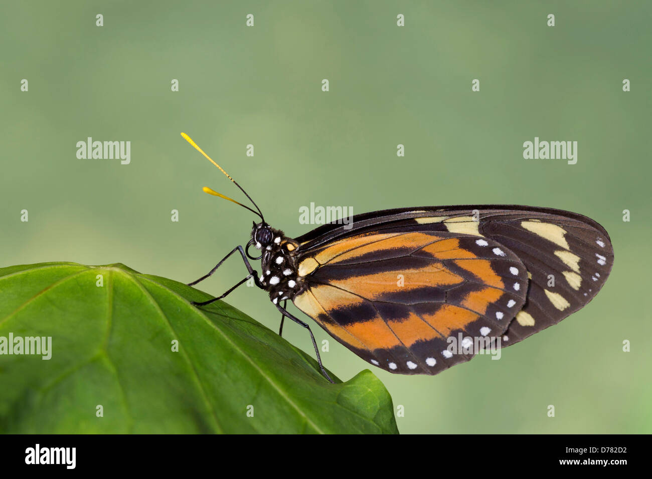Tiger mimic queen butterfly hi-res stock photography and images - Alamy