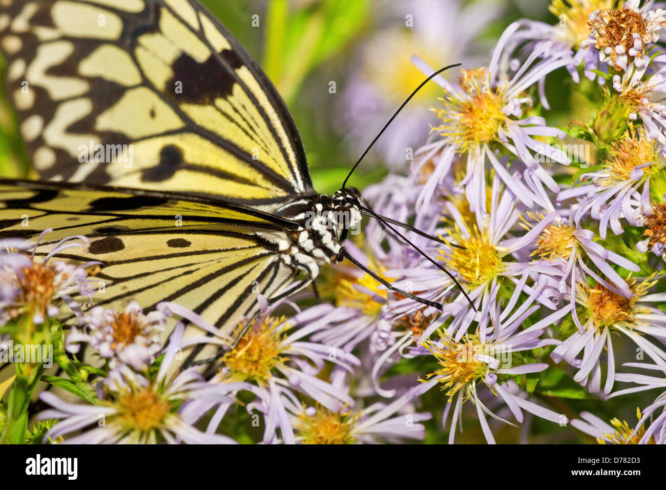 Large tree nymph butterfly Idea Leuconoe nectaring on Elliott's aster ...