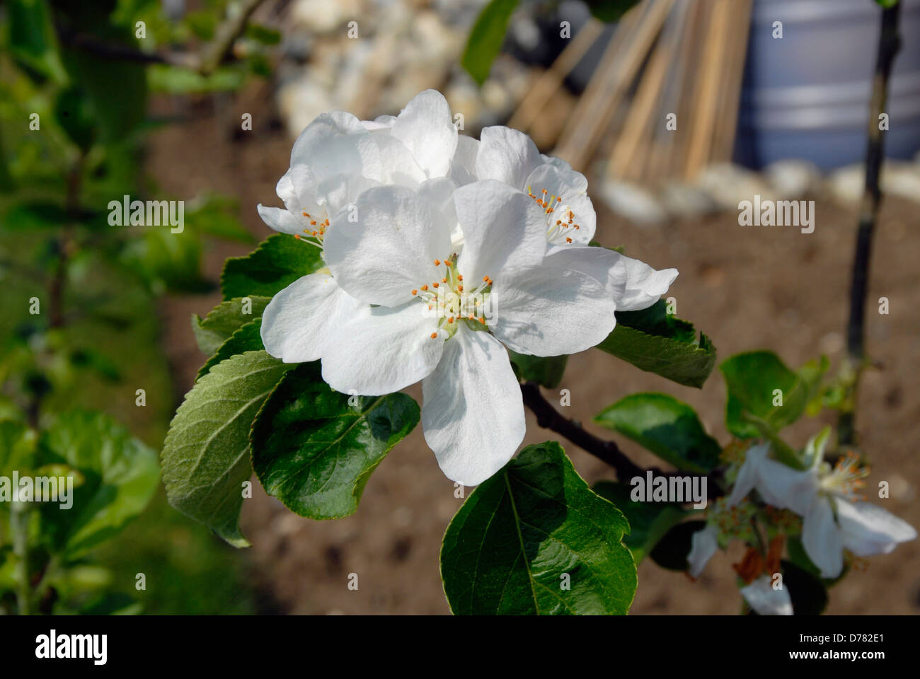 Spring blossom on a Dabinett cider apple tree Stock Photo - Alamy