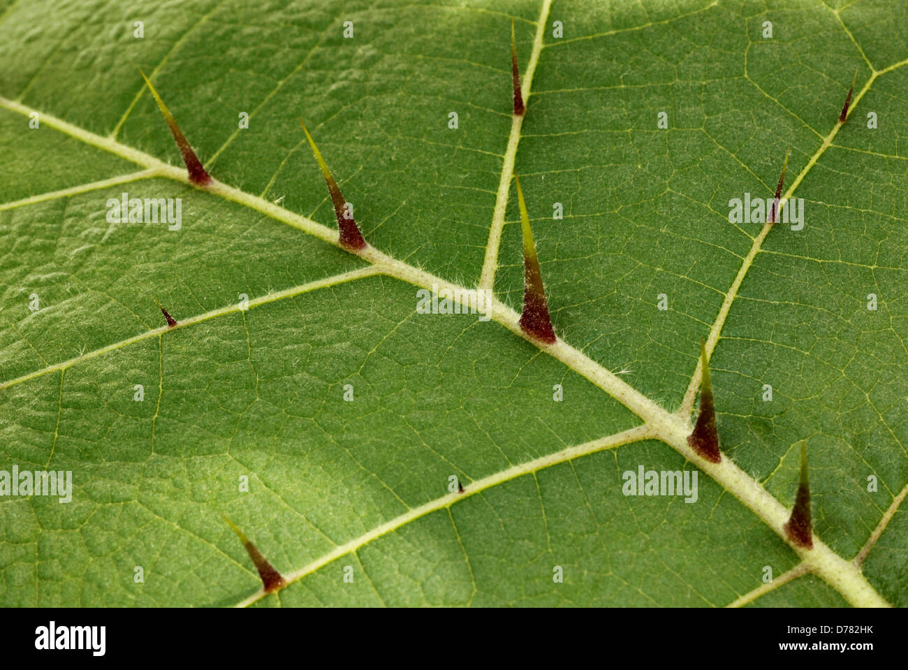 Close up spikes on leaf veins which lead to name bed nails plant ...