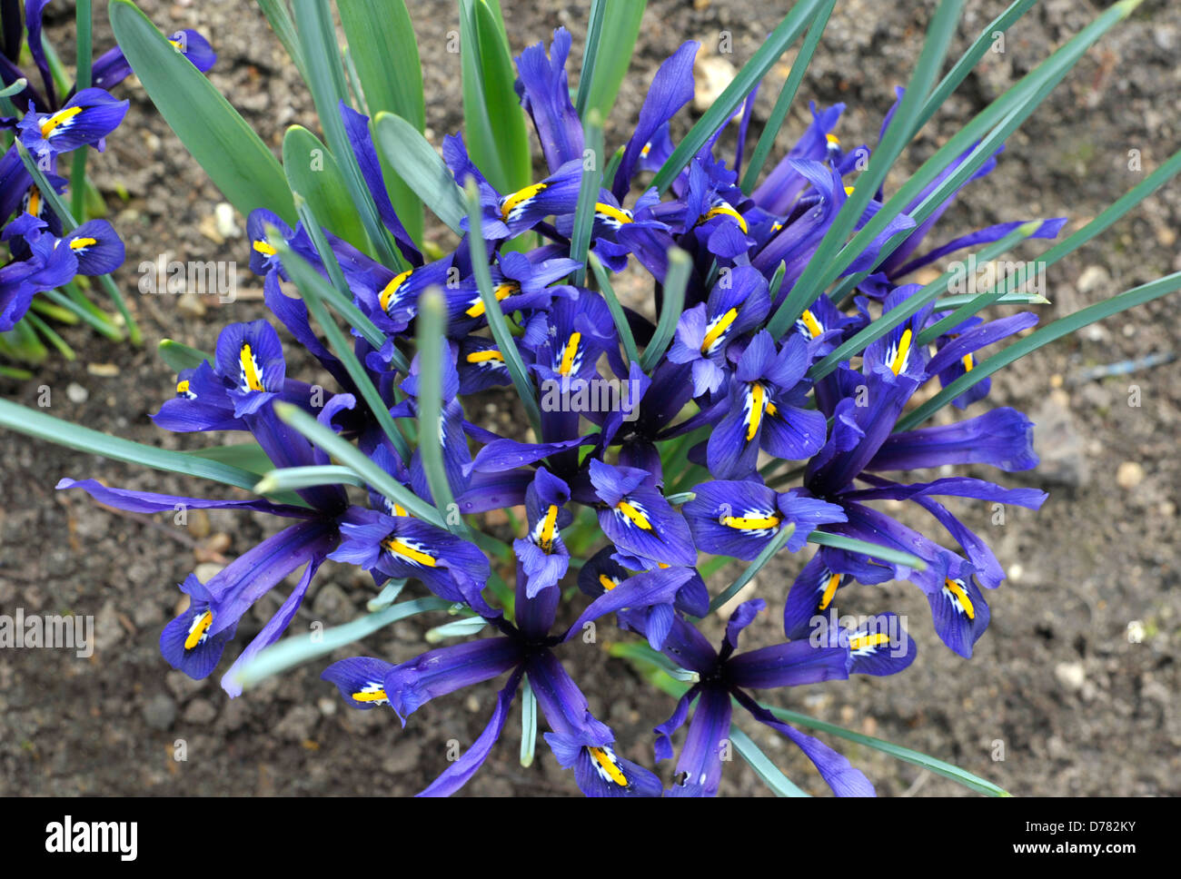 Dwarf irises in flower Stock Photo - Alamy
