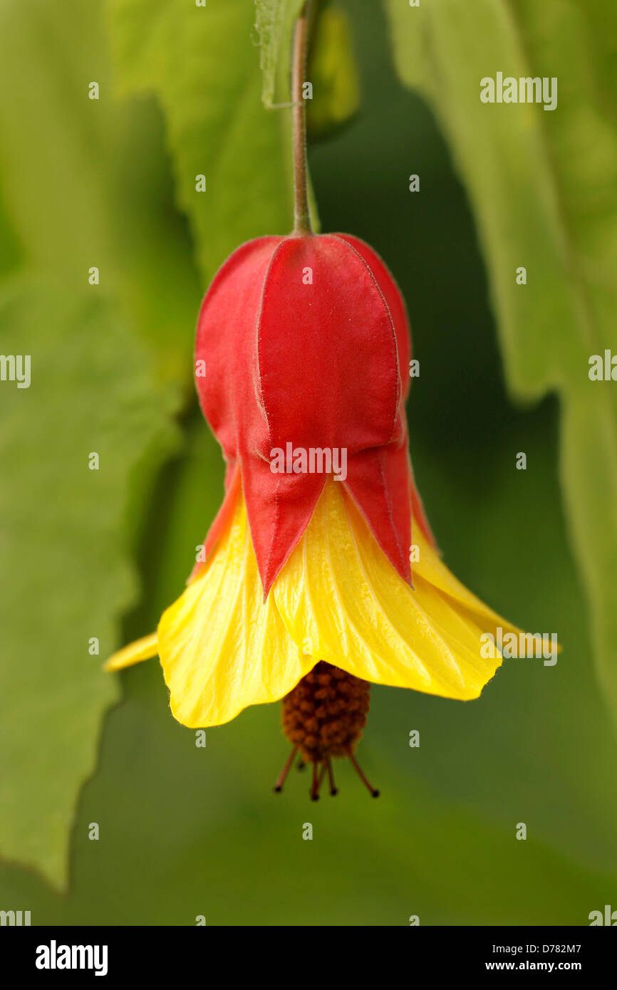 Close up flowering maple flower Stock Photo - Alamy