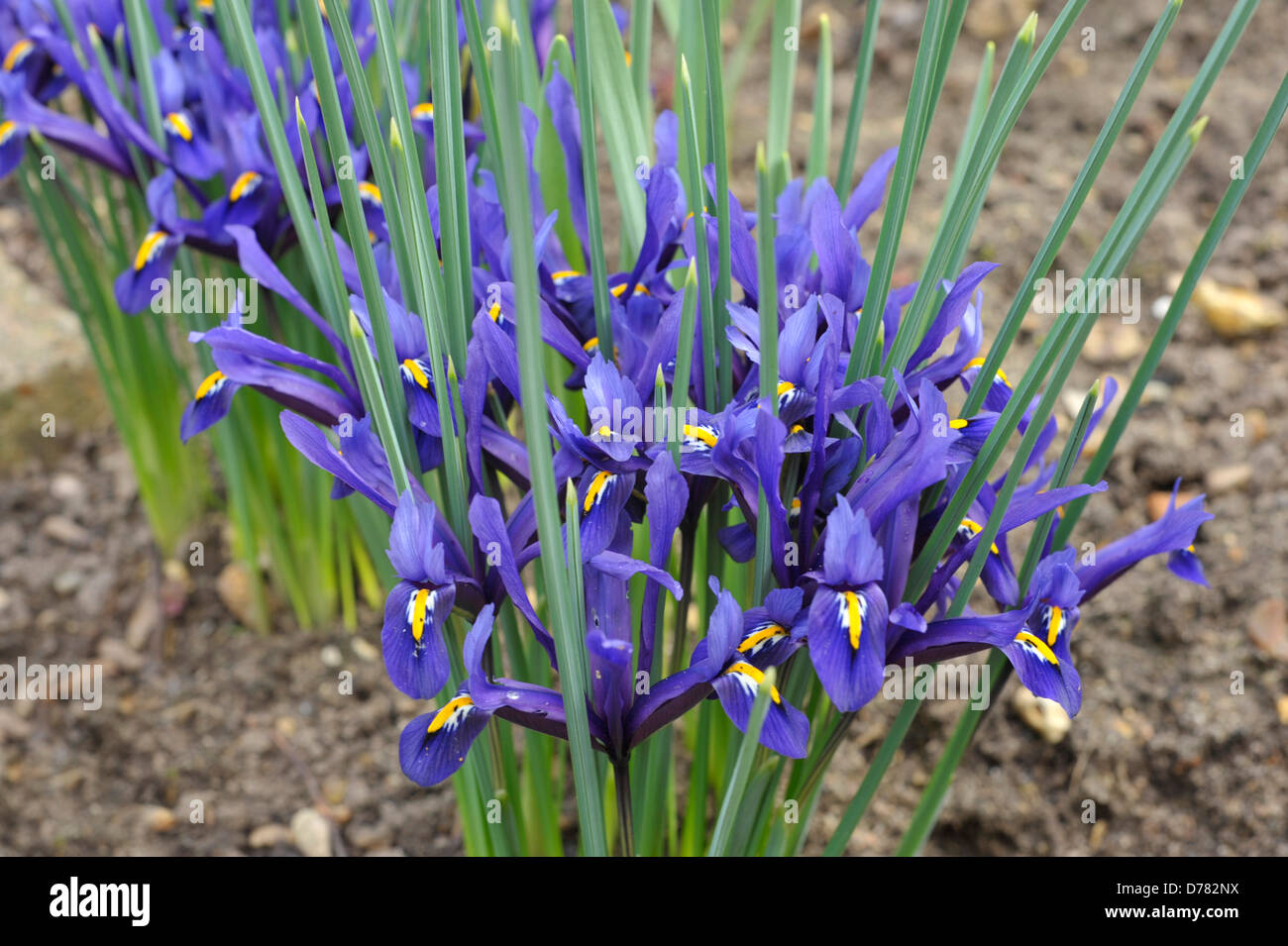 Dwarf irises in flower Stock Photo - Alamy