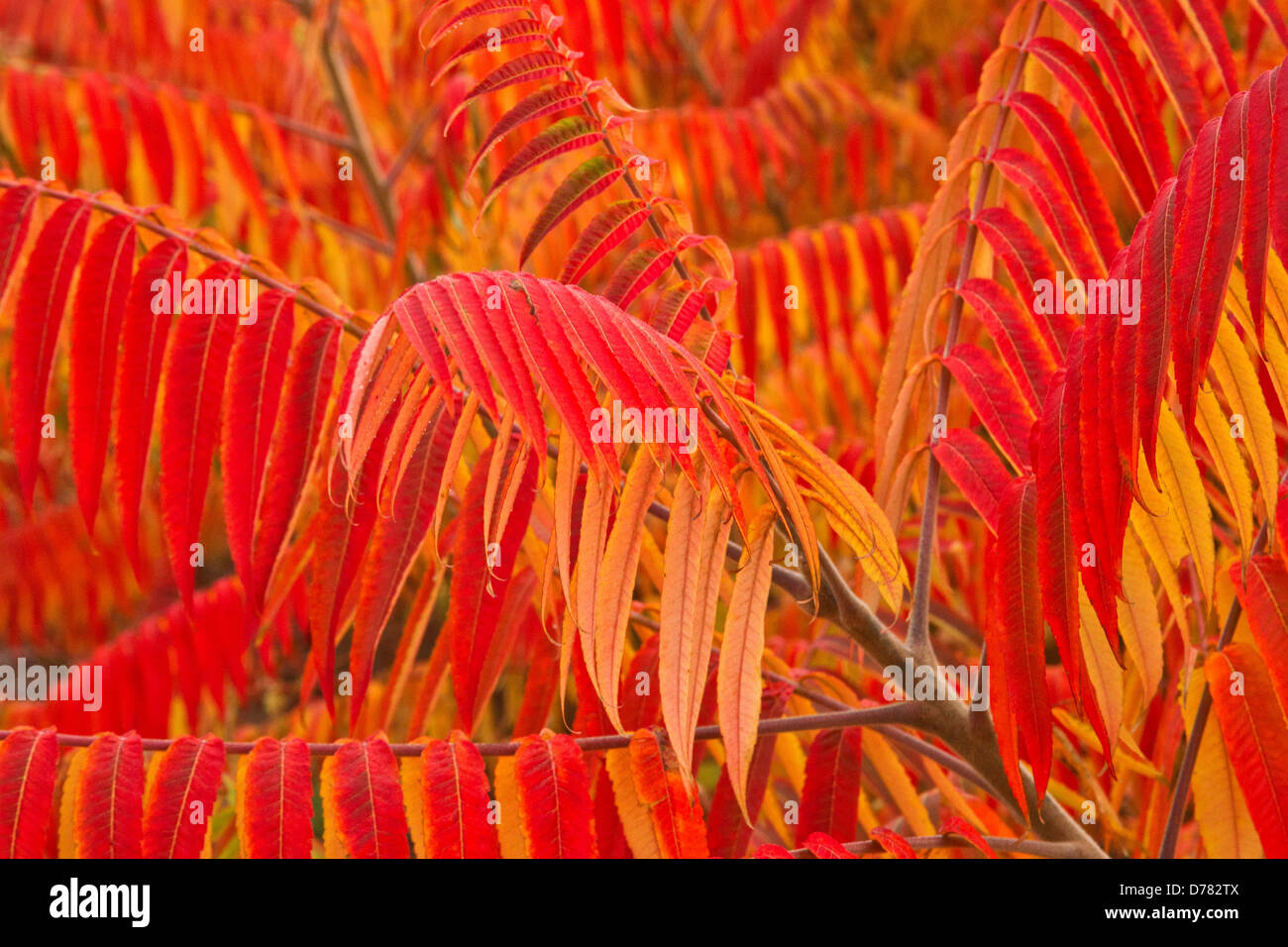 Staghorn sumac Rhus typhina fall colored leaves Stock Photo - Alamy