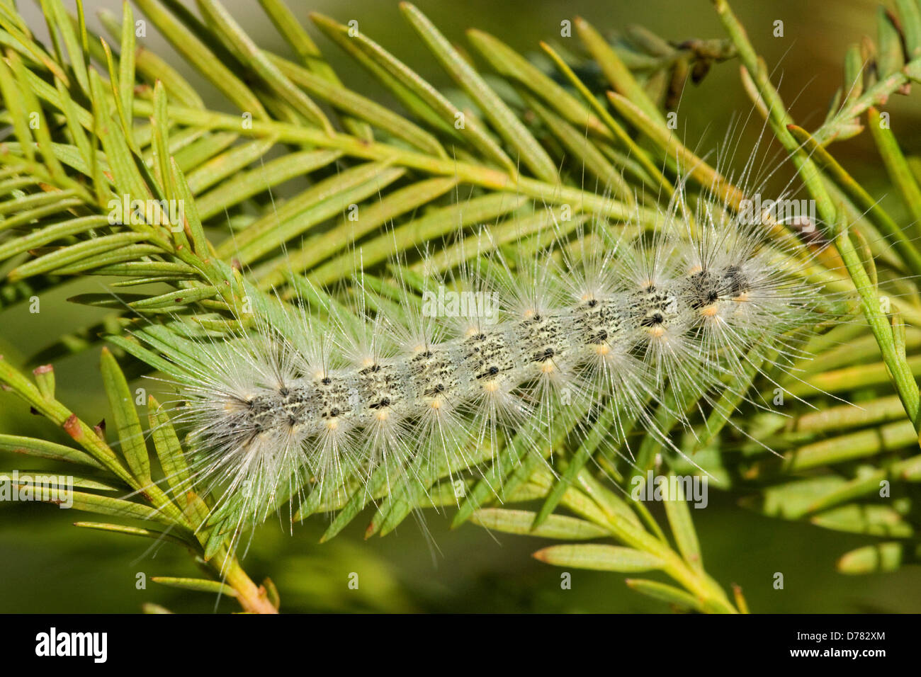 Fall webworm moth Hyphantri cunea caterpillar crawling on pine leaf ...