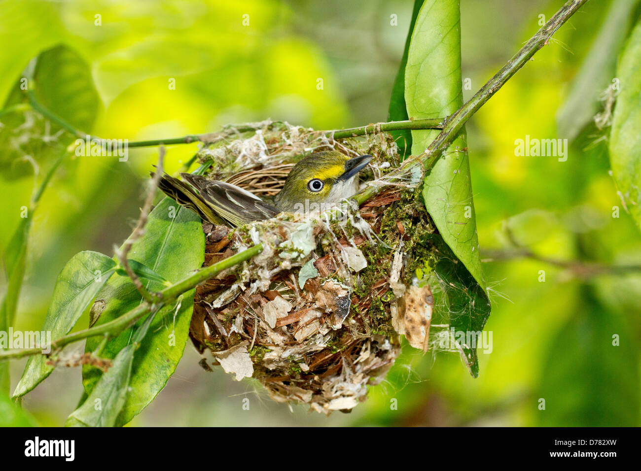 White Eyed Vireo