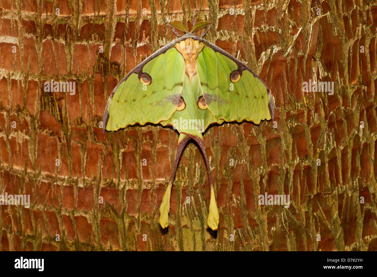 African moon moth Argema Mimosae perched on bamboo tree Stock Photo - Alamy