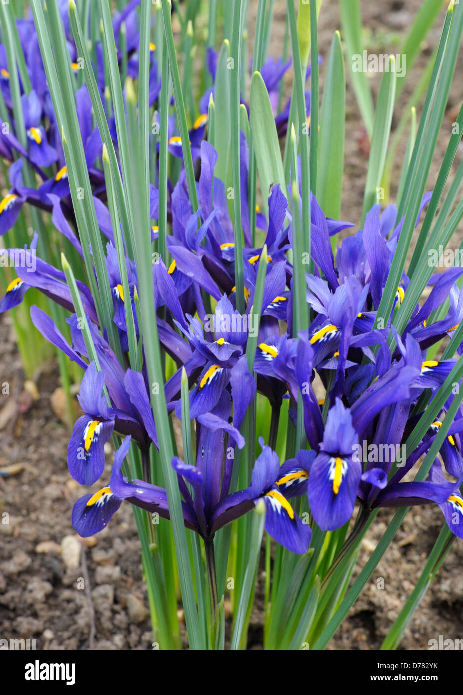 Dwarf iris in flower Stock Photo - Alamy
