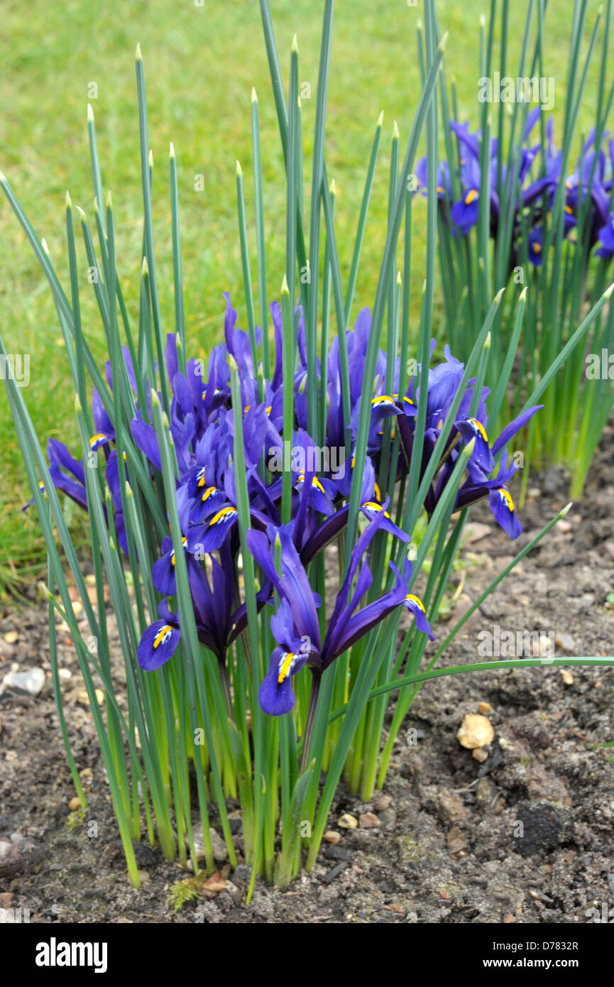 Dwarf gardening hi-res stock photography and images - Alamy