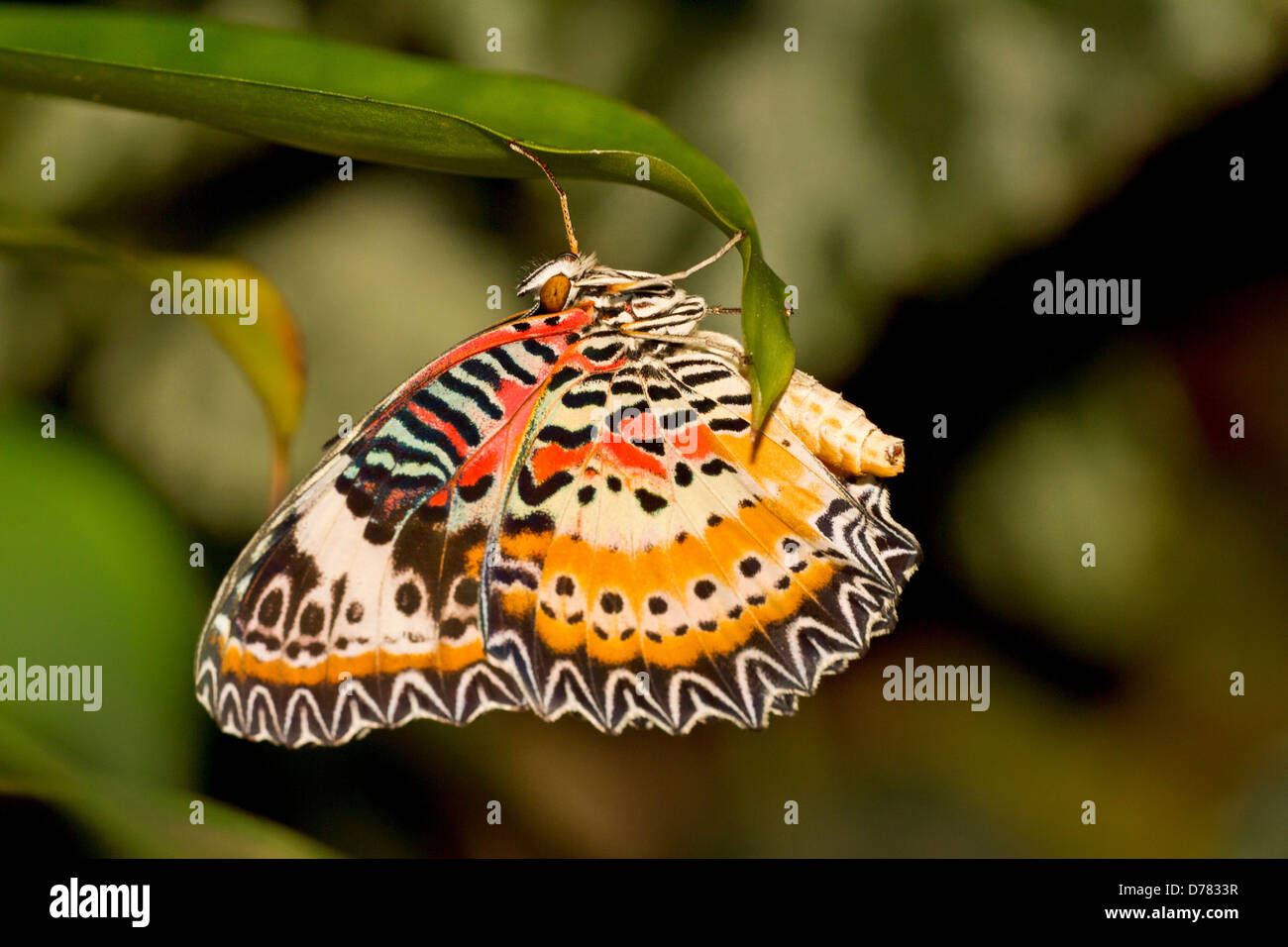 Male leopard lacewing butterfly Cethosia cyane hanging underside leaf ...