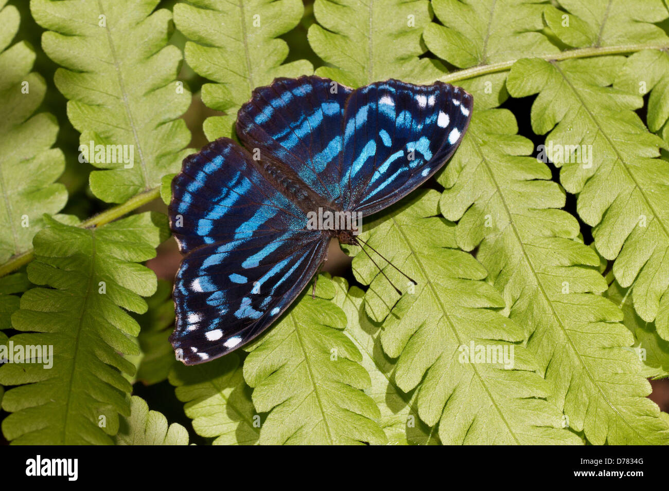 Mexican blue wave butterfly Myscelia ethusa perched on fern Stock Photo ...