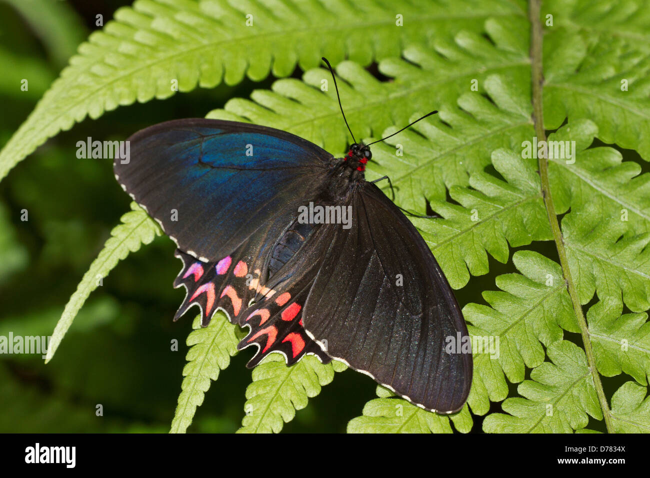 Female pink-spotted cattle heart Parides Photinus butterfly perched on ...