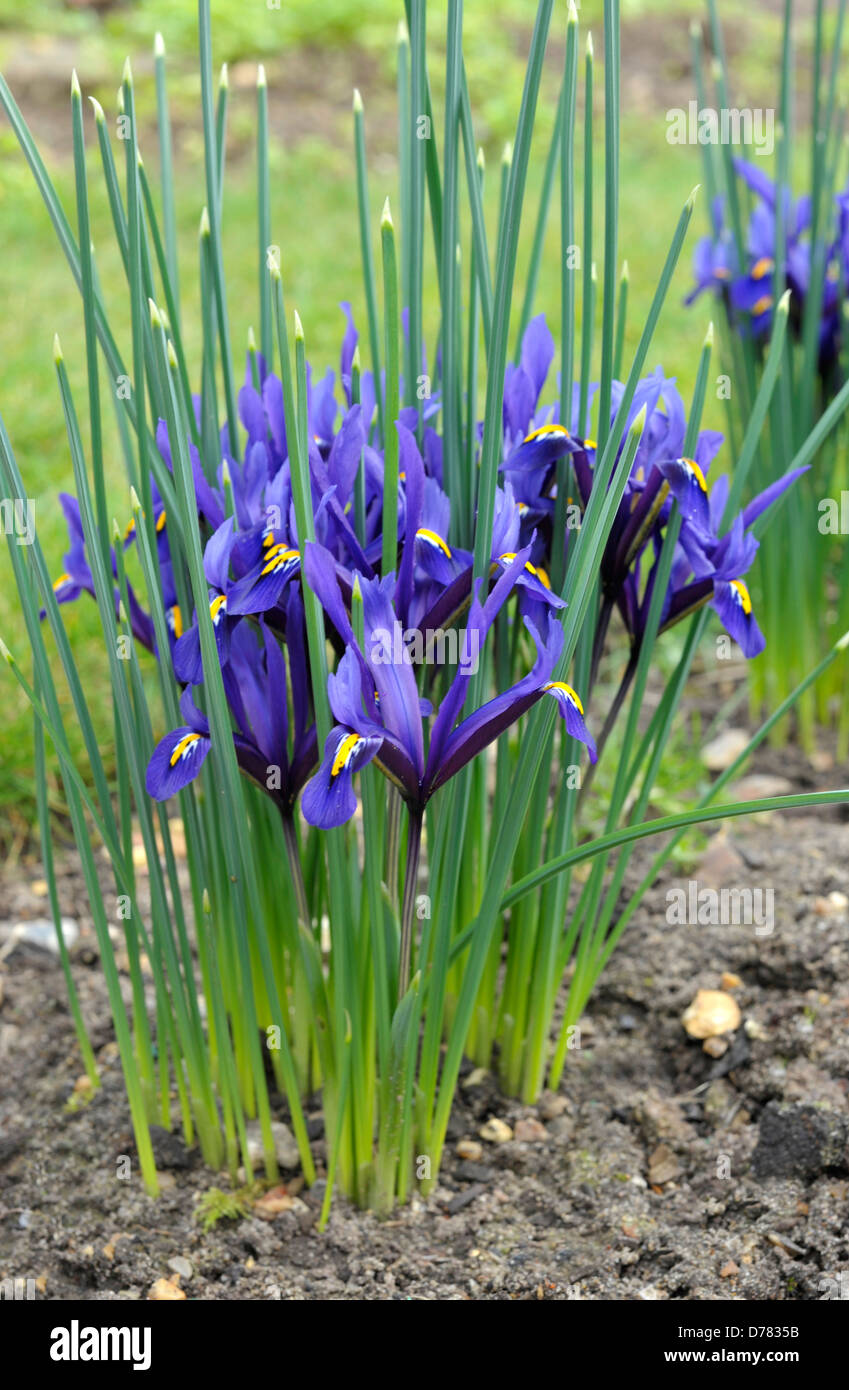 Dwarf iris in flower Stock Photo - Alamy