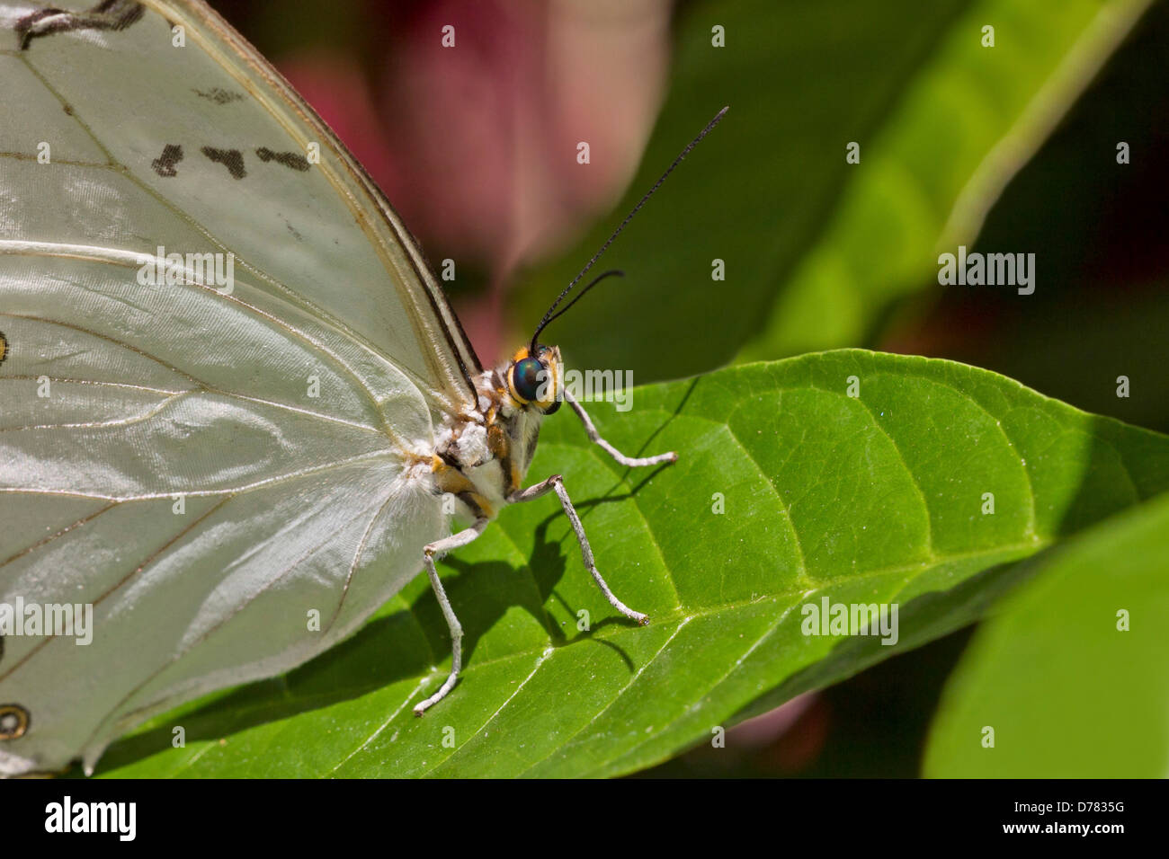 White morpho butterfly Morpho polyphemus on green leaf Stock Photo - Alamy