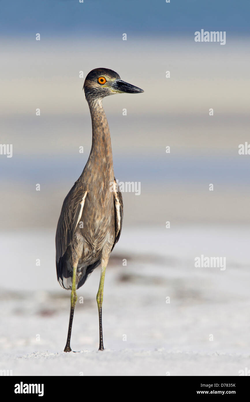 Juvenile yellow-crowned night heron standing on beach layered sand ...