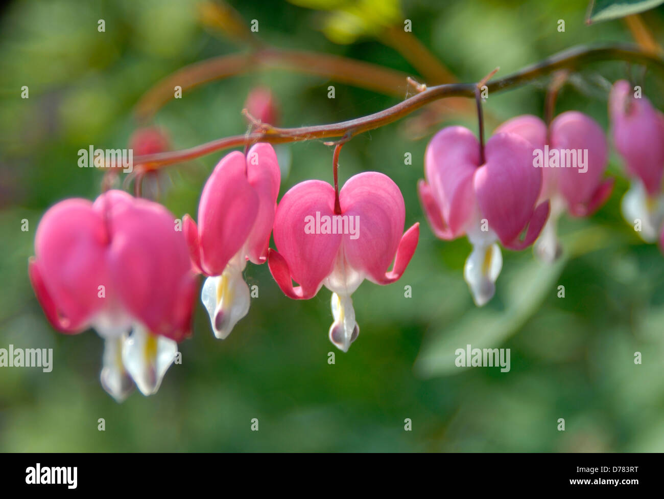 Dicentra spectabilis commonly known as bleeding heart flowers Stock ...