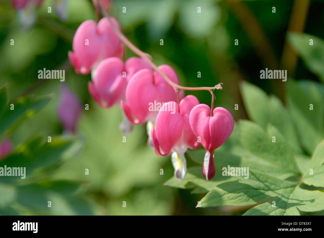 Dicentra spectabilis commonly known as bleeding heart flowers Stock ...
