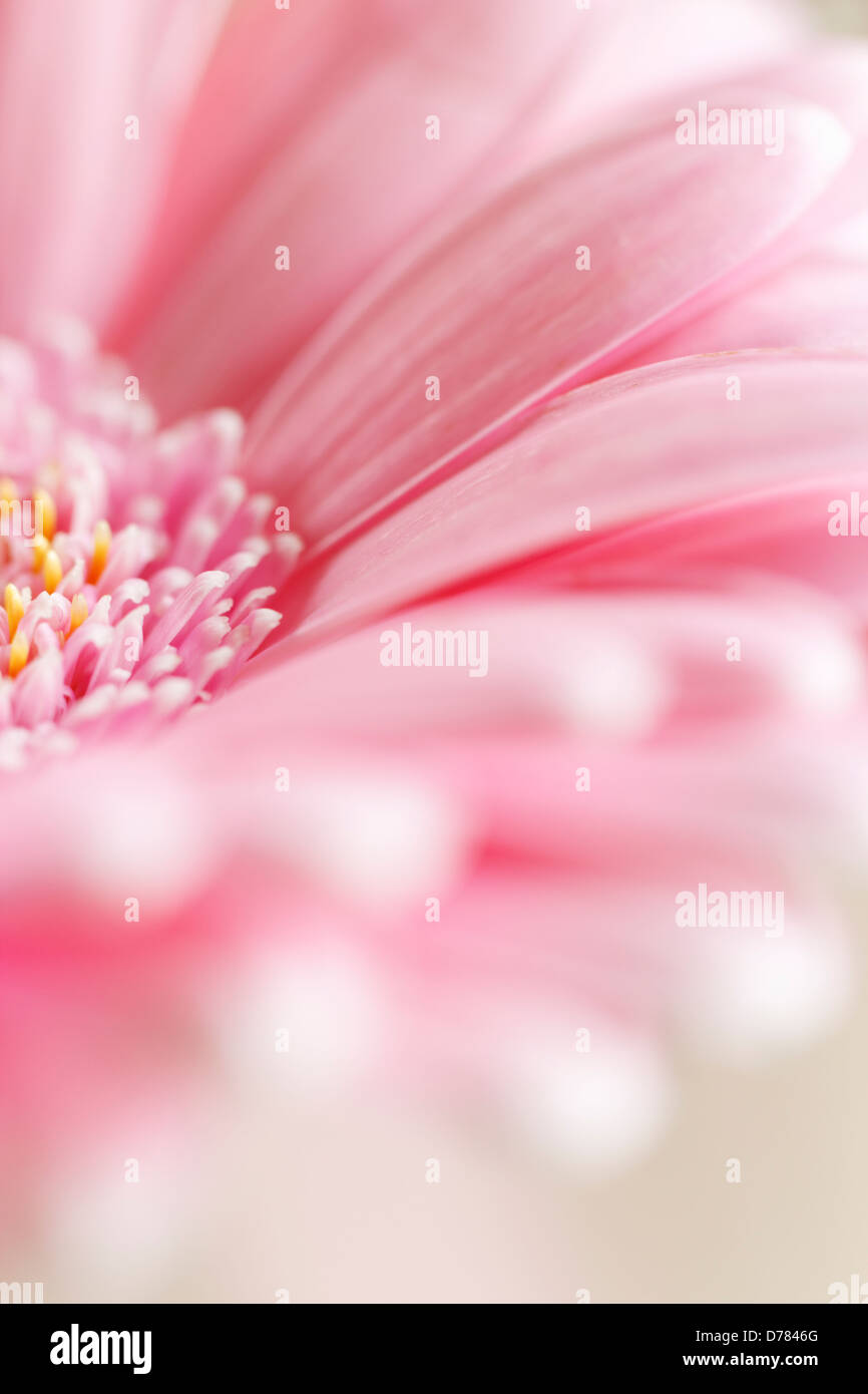 Gerbera up close hi-res stock photography and images - Alamy