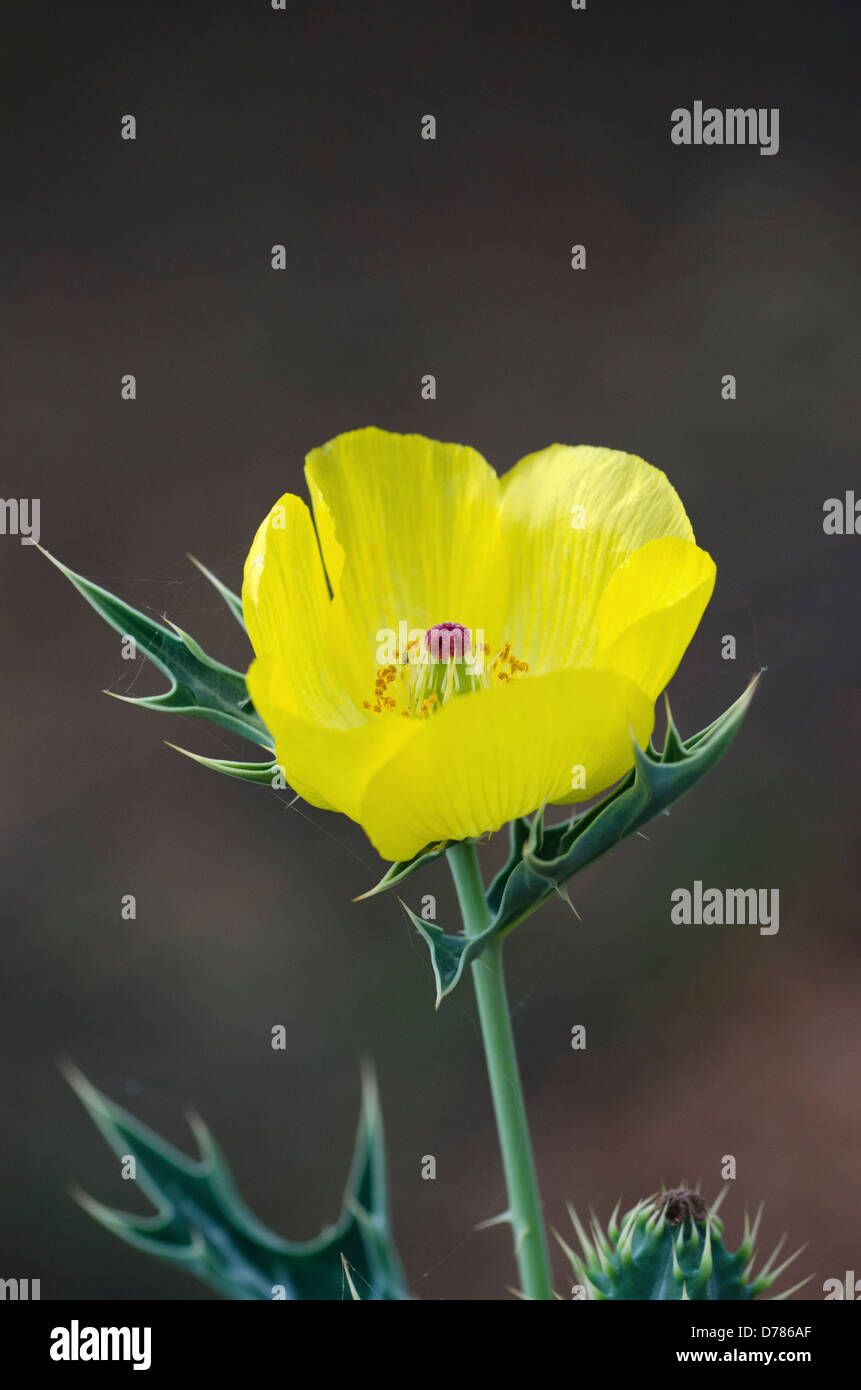 Poppy species hi-res stock photography and images - Alamy