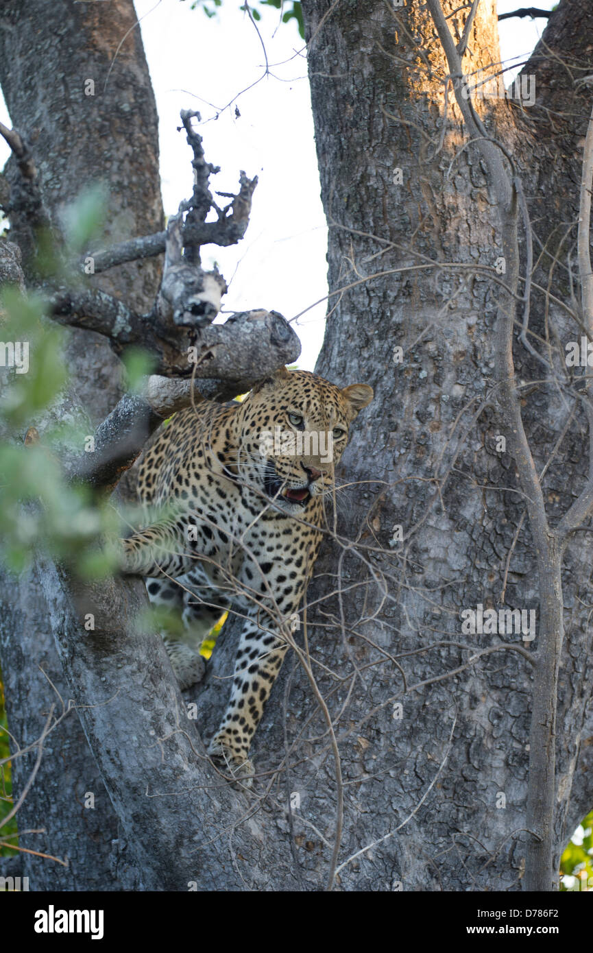 Leopard in tree Stock Photo - Alamy